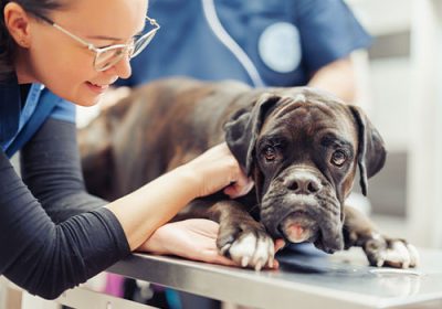 New York - Hub Veterinary Group